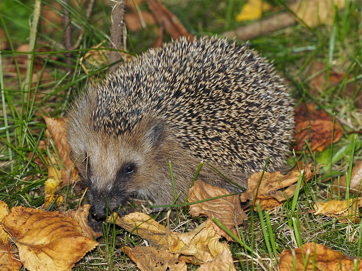 European Hedgehog | Animal Database | Fandom
