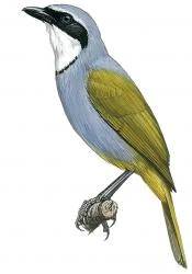 Mount Kupe Bushshrike | Animal Database | Fandom