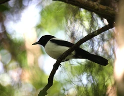 Yap Monarch | Animal Database | Fandom