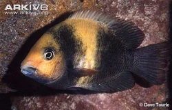 Damba | Animal Database | Fandom