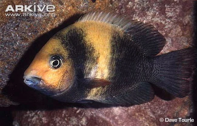 Damba | Animal Database | Fandom