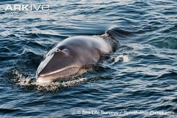 Common Minke Whale | Animal Database | Fandom