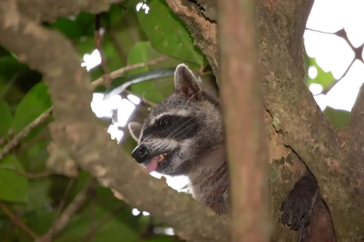 Crab-Eating Raccoon | Animal Database | Fandom