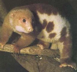 Common Spotted Cuscus | Animal Database | Fandom