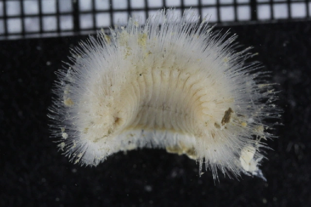 Euphrosine cirrata | Animal Database | Fandom