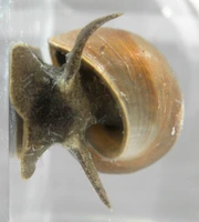 Genus Chaetogaster | Animal Database | Fandom