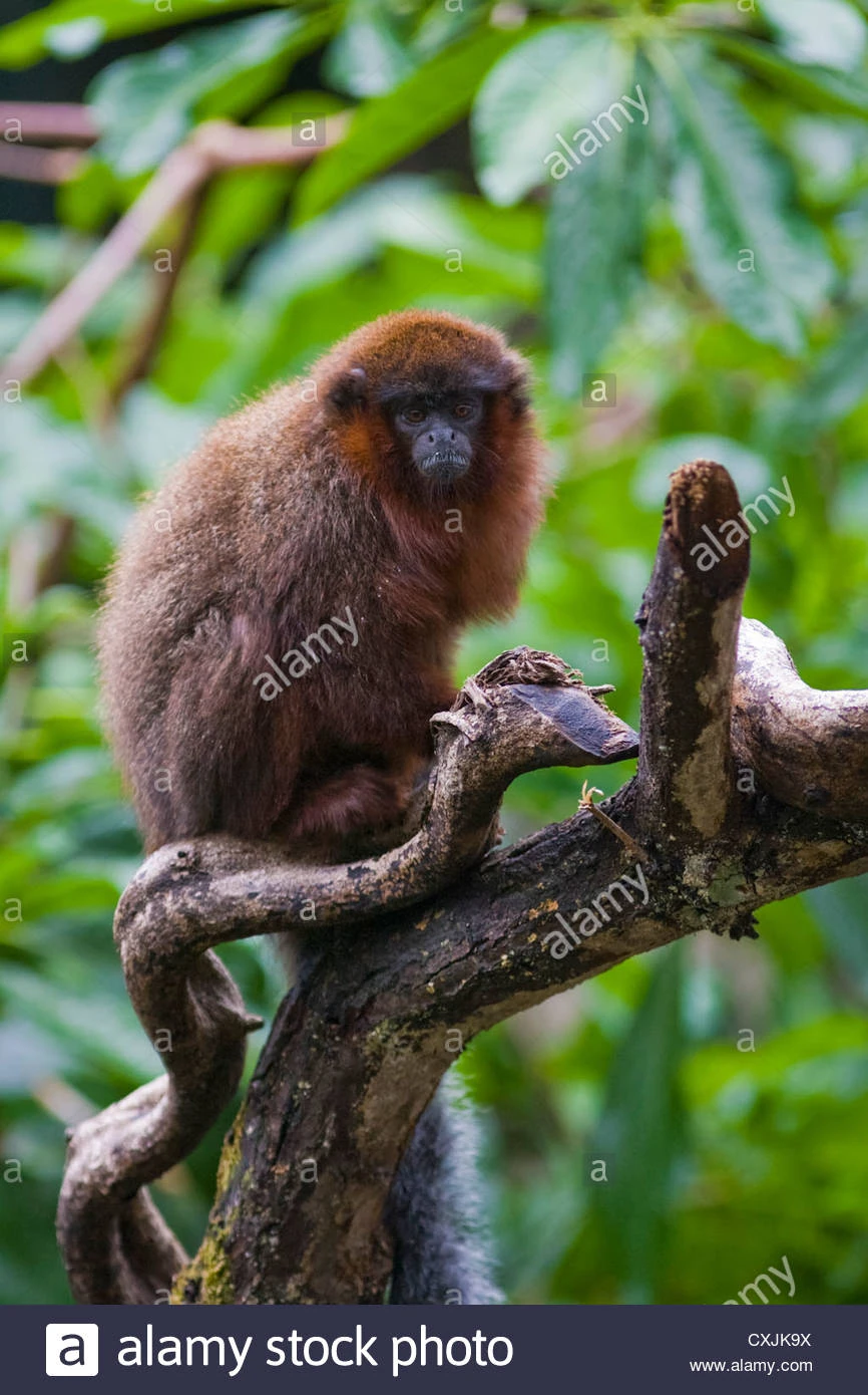 Coppery Titi | Animal Database | Fandom