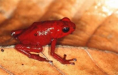 Splendid Poison Frog | Animal Database | Fandom