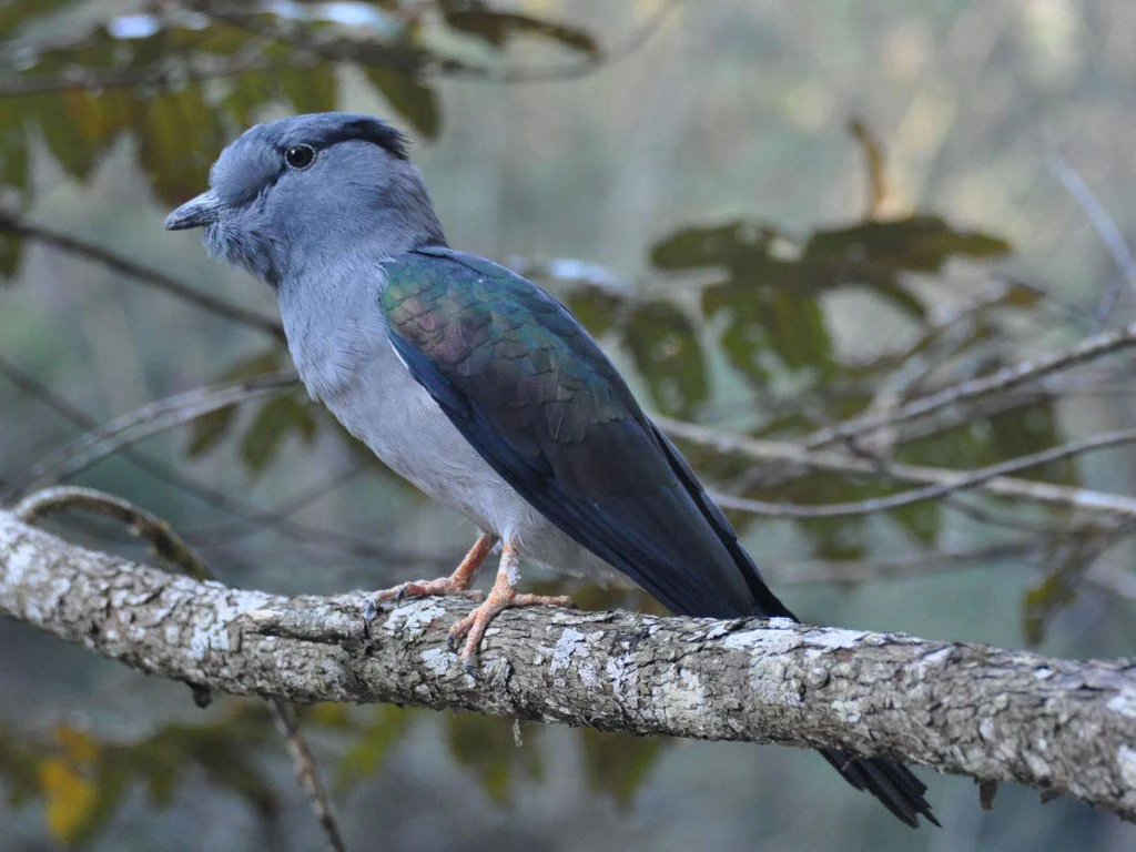 Cuckoo Roller | Animal Database | Fandom