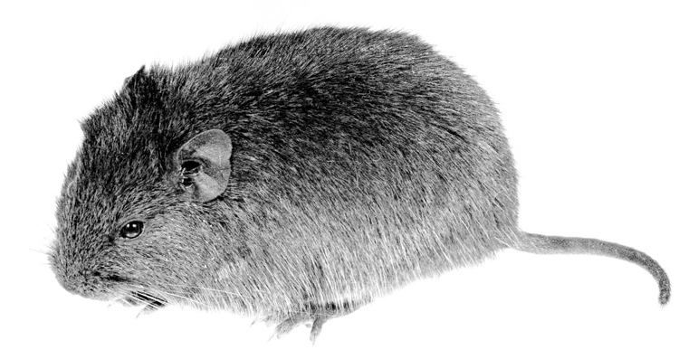 Sage's Rock Rat | Animal Database | Fandom