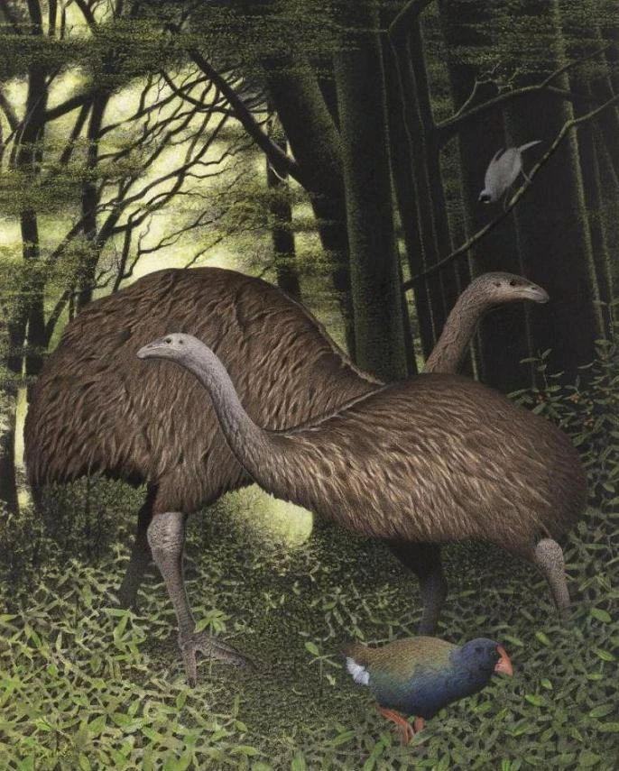 Aepyornis | Animal Database | Fandom