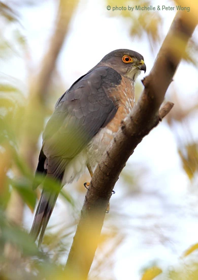 Besra | Animal Database | Fandom