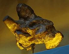 Bramatherium | Animal Database | Fandom