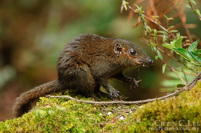 Mountain Treeshrew | Animal Database | Fandom
