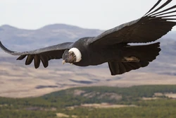 Condor | Animal Database | Fandom
