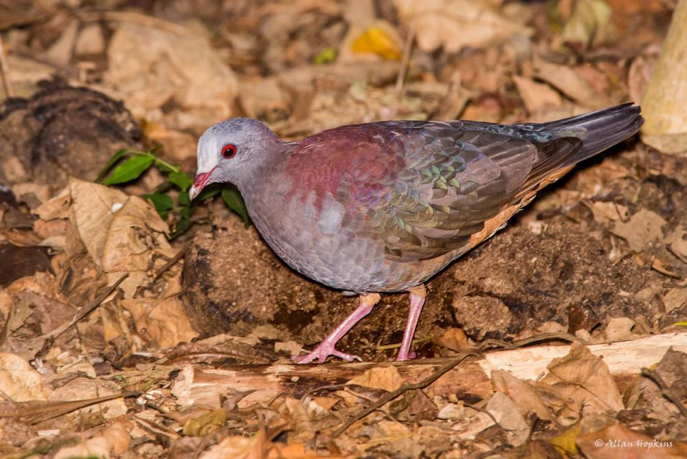 Grey-fronted Quail-dove | Animal Database | Fandom