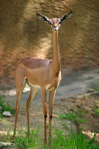 Gerenuk | Animal Database | Fandom