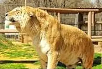 Leopliguar | Animal Database | Fandom