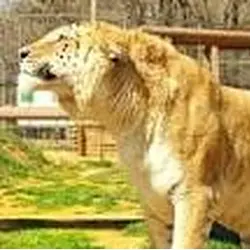 crossbred animals list