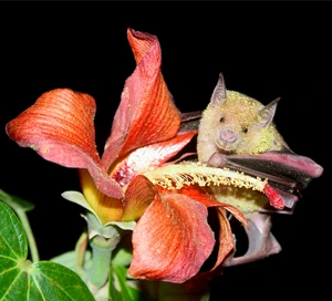 Cuban Flower Bat | Animal Database | Fandom