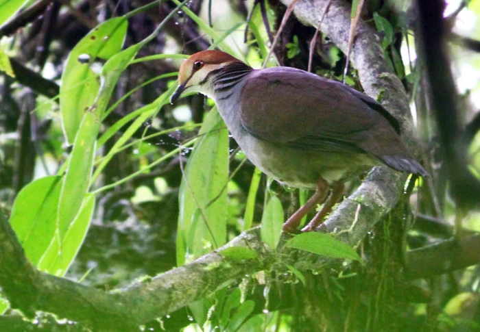 Russet-crowned Quail-dove | Animal Database | Fandom