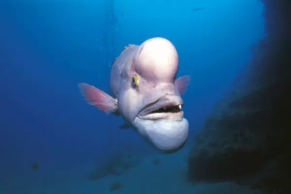 Asian Sheepshead Wrasse | Animal Database | Fandom