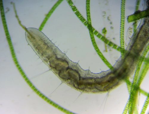 Nais barbata | Animal Database | Fandom