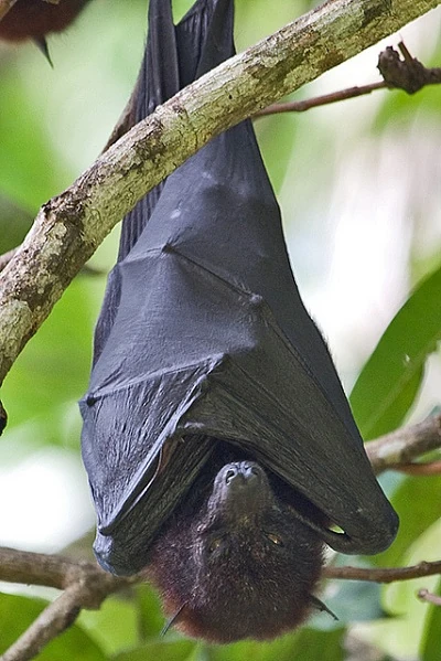 Solomons Flying Fox | Animal Database | Fandom