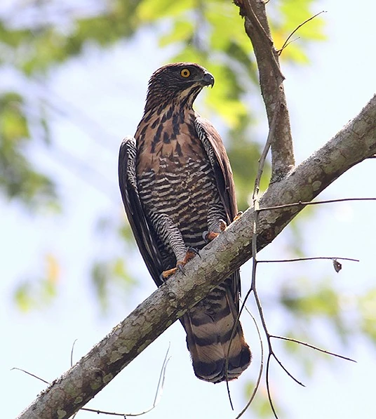 Sulawesi Hawk-eagle | Animal Database | Fandom