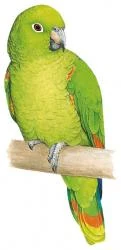 Scaly-naped Amazon | Animal Database | Fandom