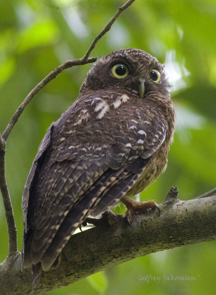 Cebu Hawk-owl | Animal Database | Fandom