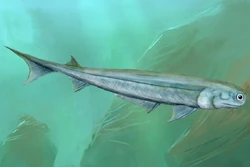 Acanthodes | Animal Database | Fandom