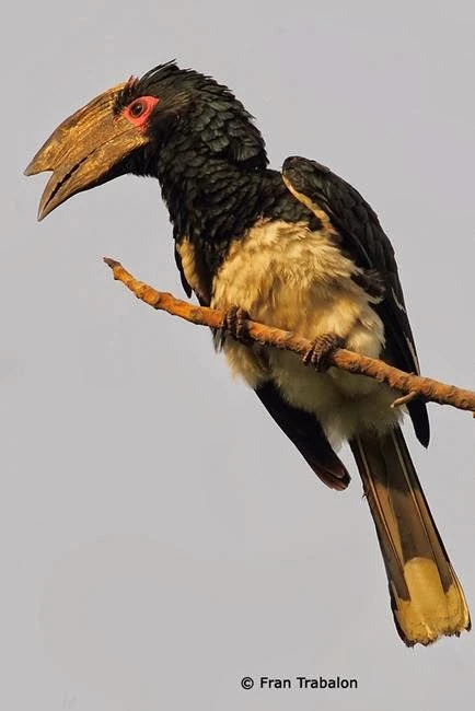 Trumpeter Hornbill | Animal Database | Fandom