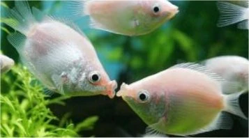 Kissing Gourami | Animal Database | Fandom