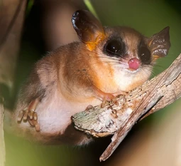 Brazilian Gracile Opossum | Animal Database | Fandom
