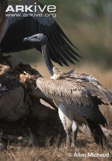 Slender-billed Vulture | Animal Database | Fandom