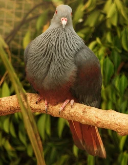 Goliath Imperial Pigeon | Animal Database | Fandom