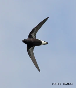 Purple Needletail | Animal Database | Fandom