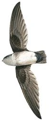 Papuan Spine-tailed Swift | Animal Database | Fandom