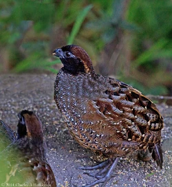 Black-fronted Wood Quail | Animal Database | Fandom