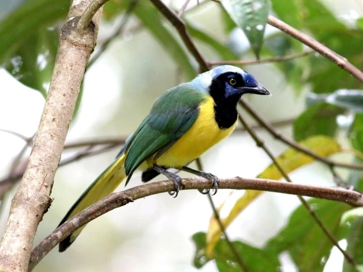 Green Jay | Animal Database | Fandom