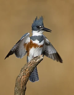 Belted Kingfisher | Animal Database | Fandom