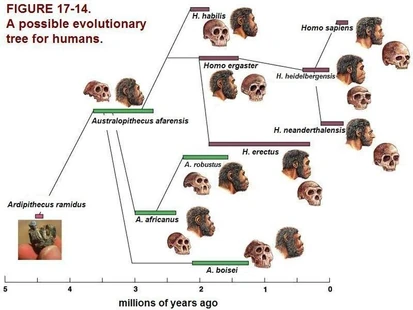 Neanderthal | Animal Database | Fandom