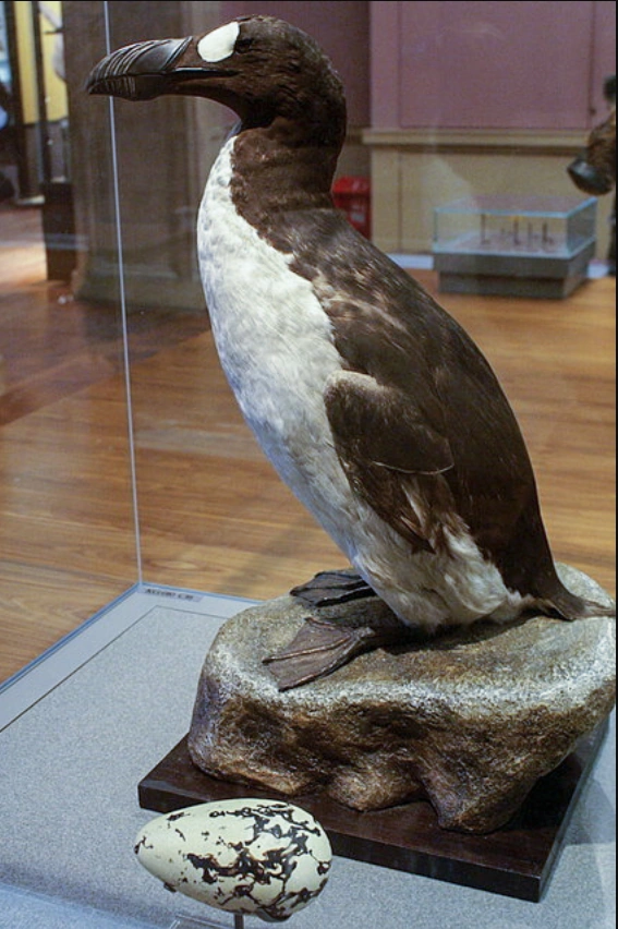Great Auk | Animal Database | Fandom