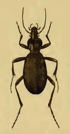 Aplothorax | Animal Database | Fandom