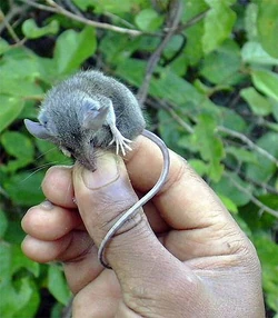 Jenkins' Shrew Tenrec | Animal Database | Fandom