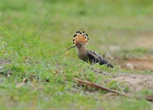 Category:Vertebrates of Siberia | Animal Database | Fandom