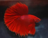 Siamese Fighting Fish | Animal Database | Fandom