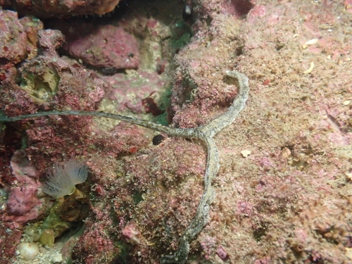 Ikedella misakiensis | Animal Database | Fandom