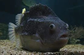 Smooth lumpfish | Animal Database | Fandom